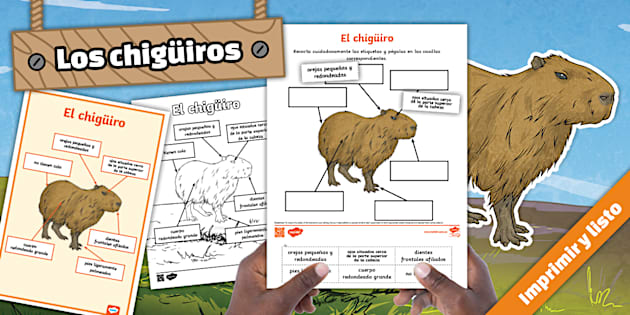 Actividades escolares: El chigüiro - Twinkl Colombia