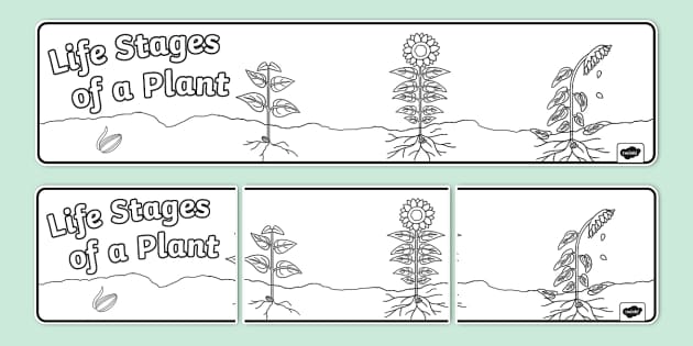 Life Stages of a Plant Colouring Display Banner - Twinkl