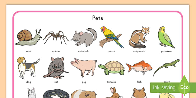 Pets Word Mat (teacher made)