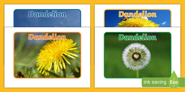 FREE! - Dandelion Photo Pack (teacher made) - Twinkl
