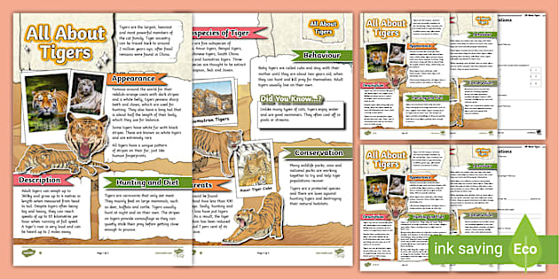 LKS2 All About Tigers Differentiated Reading Comprehension Activity