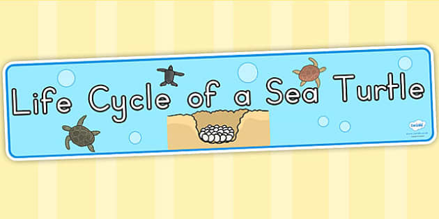 FREE! - Sea Turtle Life Cycle Display Banner - Twinkl