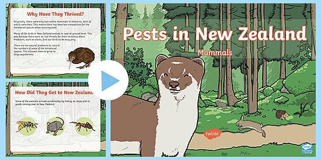 Pests in New Zealand- Mammals PowerPoint (teacher made)
