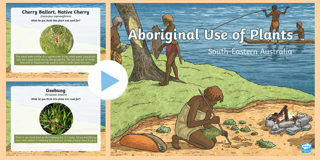 Aboriginal Australian Plant Use PowerPoint | Twinkl - Twinkl