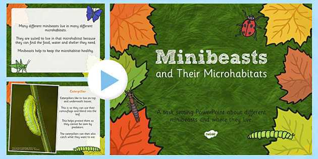 Minibeasts PowerPoint - minibeasts (teacher made) - Twinkl