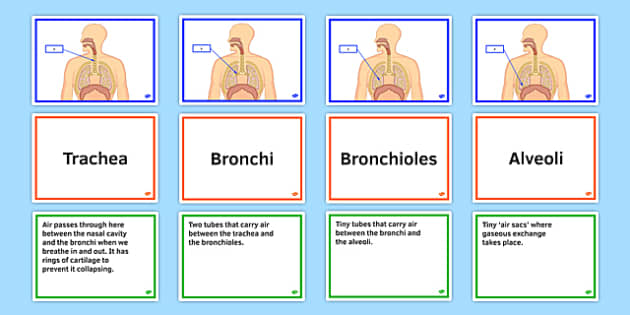 KS3 Science Parts of Respiratory System FaF Activity