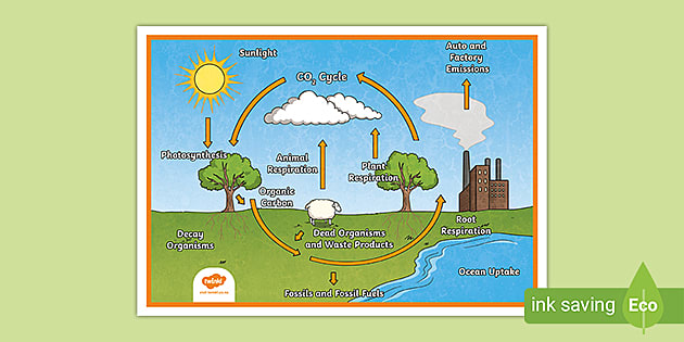 Climate Crisis - Carbon Cycle (teacher made)