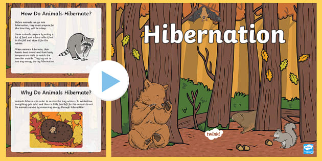 Hibernation PowerPoint - Fall, hibernation, Bears, bats