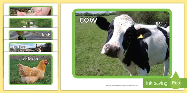 Farmyard Pictures - The Animals On The Farm Display- KS1