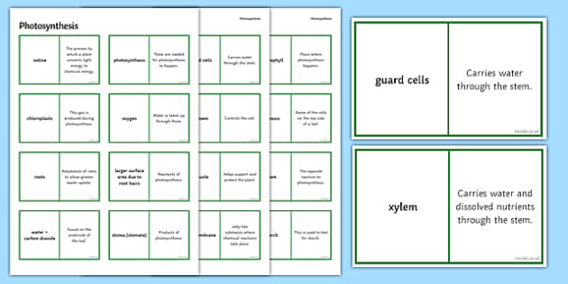 Photosynthesis Loop Cards (teacher made) - Twinkl