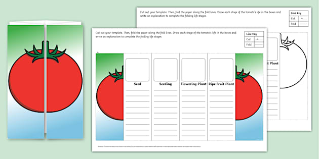 Tomato Folding Life Stages Template (teacher made) - Twinkl