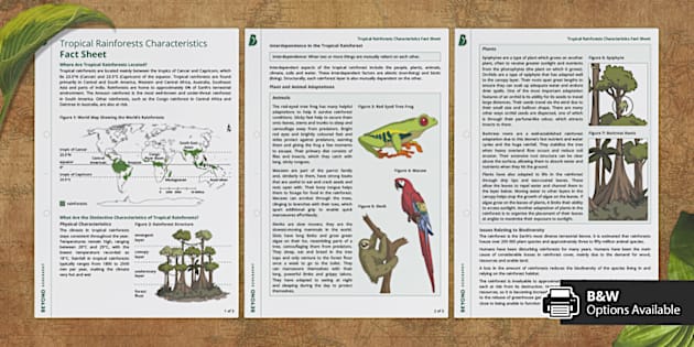 AQA GCSE Tropical Rainforests Characteristics Fact Sheet