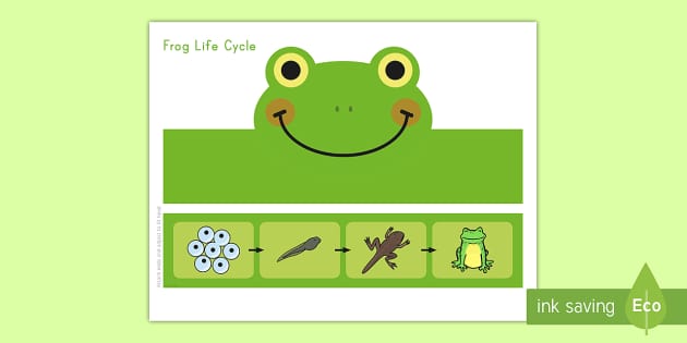 Frog Life Cycle Headbands (teacher made) - Twinkl