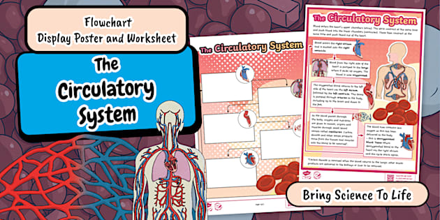 Circulatory System Flowchart Display Poster and Worksheet Pack