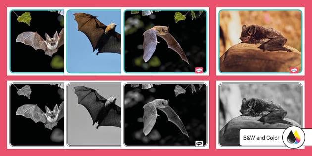 Bat Photo Posters (teacher made) - Twinkl