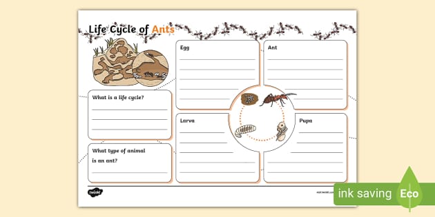 * NEW * Life Cycle of Ants Fact File Template - Twinkl