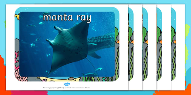 Developing Gross Motor Skills with Ocean Animal Movements