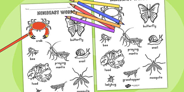 Minibeasts Words Colouring Sheet (teacher made) - Twinkl
