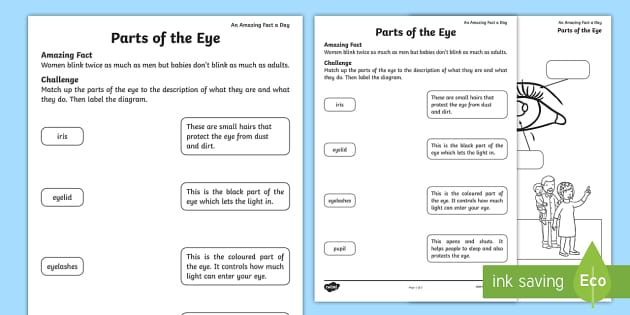 Parts Of The Eye Worksheets Teacher Made Resources 