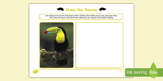 Draw the Toucan Art Activity,toucan (Teacher-Made) - Twinkl
