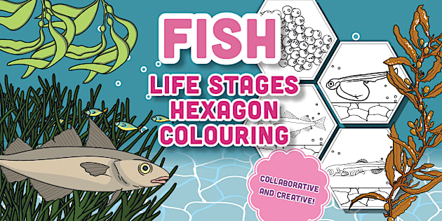 Fish Life Stages Hexagon Display Colouring Activity