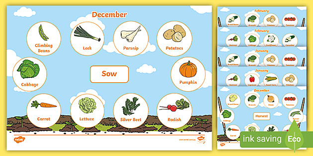 Summer Months - Vegetables to Sow and Harvest (teacher made)