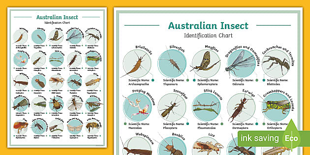Australian Insect Identification Chart Primary Science
