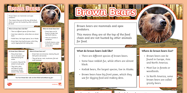 KS2 Brown Bear Fact File (l'enseignant a fait) - Twinkl