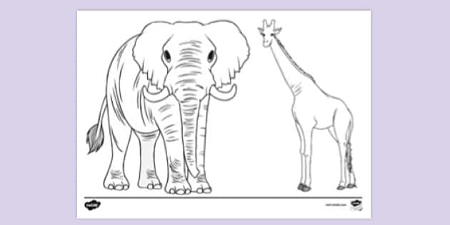 FREE! - Jungle Animals Colouring Pages | Colouring Sheets