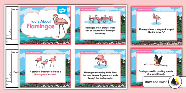 Colorful Flamingo Facts Cards for K-2nd Grade | Twinkl USA