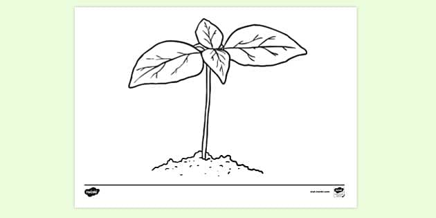 Sapling Colouring Sheet (Hecho por educadores) - Twinkl