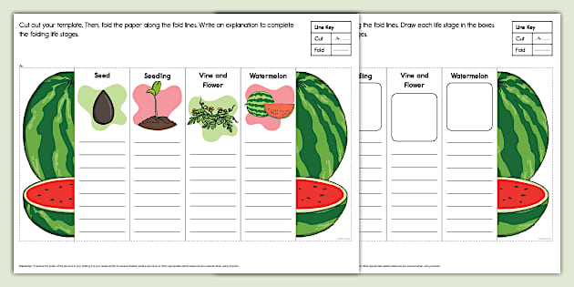 Watermelon Folding Life Stages Template - Twinkl