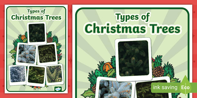 Christmas Tree Types Photo Display Poster (teacher made)