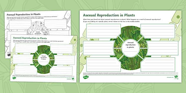 Asexual Reproduction in Plants Mind Map - Twinkl