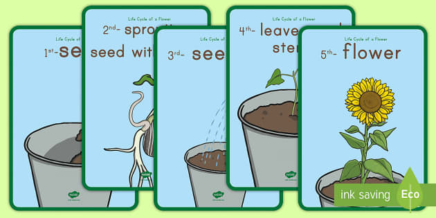 Life Cycle of a Flower Display Posters - Early Childhood Plants, Pre-K