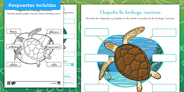 Ficha de actividad: Etiqueta la tortuga marina - Twinkl