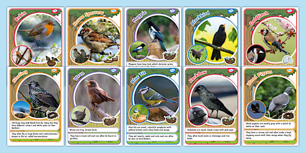 British Garden Birds Facts Display Posters - Twinkl - KS1