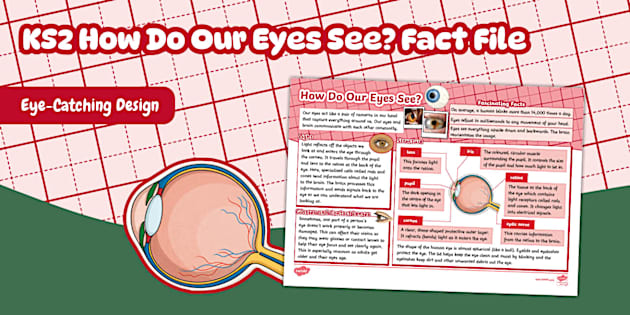 KS2 How Do Our Eyes See? Fact File