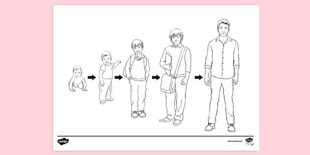 human life cycle coloring pages