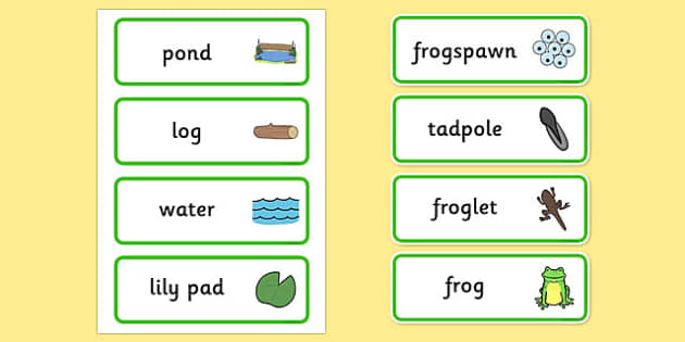 Life Cycle of a Frog Word Cards (teacher made) - Twinkl