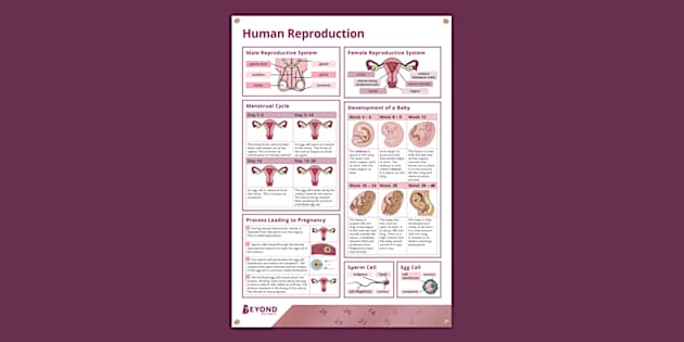 Human Reproduction Information Display (teacher made)