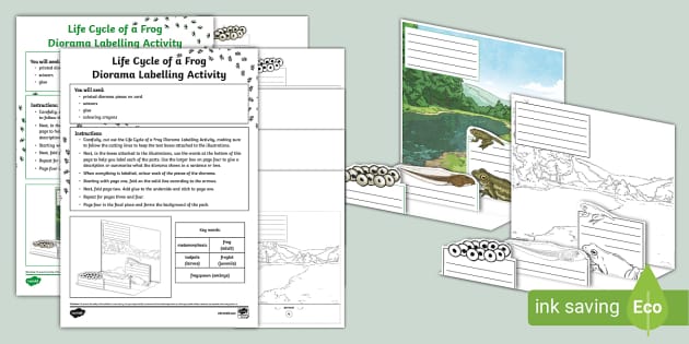 Life Cycle of a Frog Diorama Labelling Activity - Twinkl