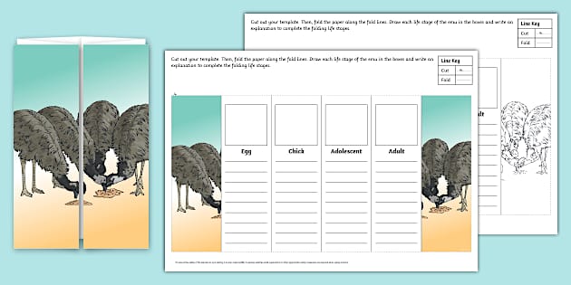 Emu Folding Life Stages Template - Twinkl