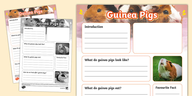 Guinea Pigs Non-Chronological Report Template (teacher made)