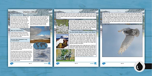 Tundra Biome Fact File (creat de profesori) - Twinkl