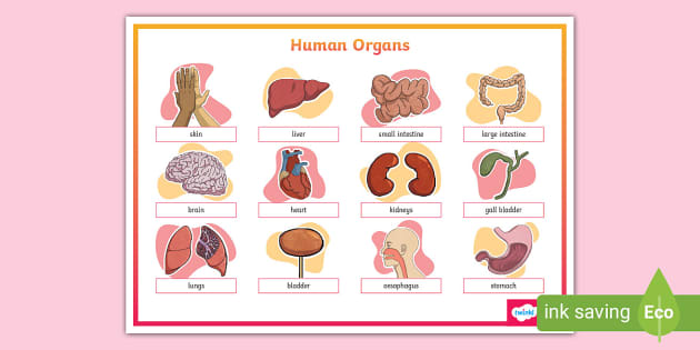 Human Organs Word Mat (teacher made) - Twinkl