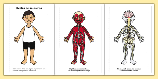 El cuerpo humano por capas para niños - Twinkl Colombia