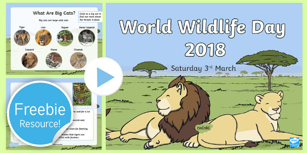 KS1 World Wildlife Day Big Cats PowerPoint - environment