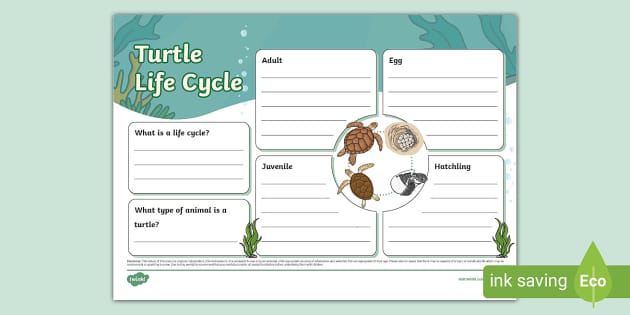 * NEW * Life Cycle of Turtles Fact File Template - Twinkl