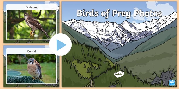 UK Birds of Prey Photo PowerPoint (teacher made)